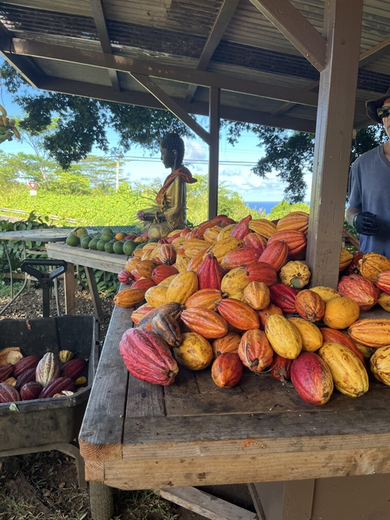 Buy a Self Sustainable Tropical Estate & Cacao Farm, Maui
